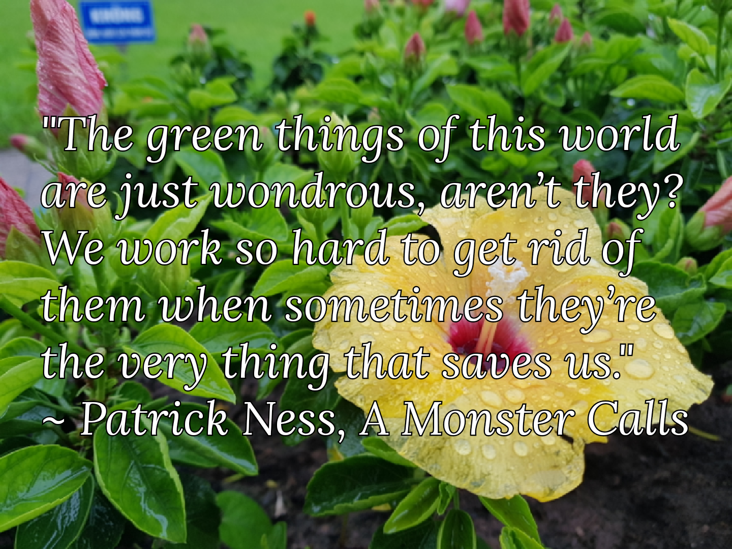 Quotable Quotes # 18: A Monster Calls – The Pine-Scented Chronicles