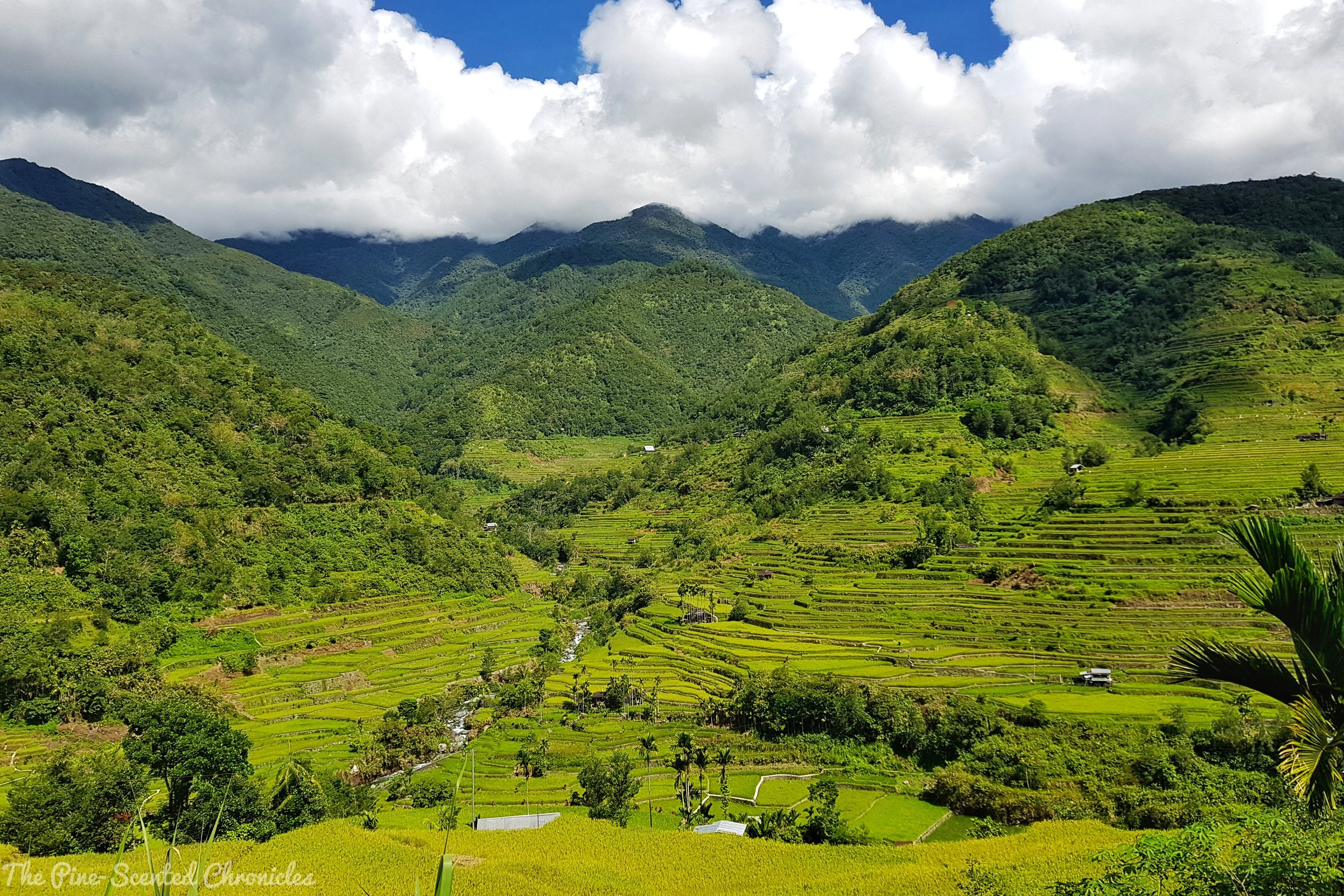 Hungduan Travel Guide – The Pine-Scented Chronicles