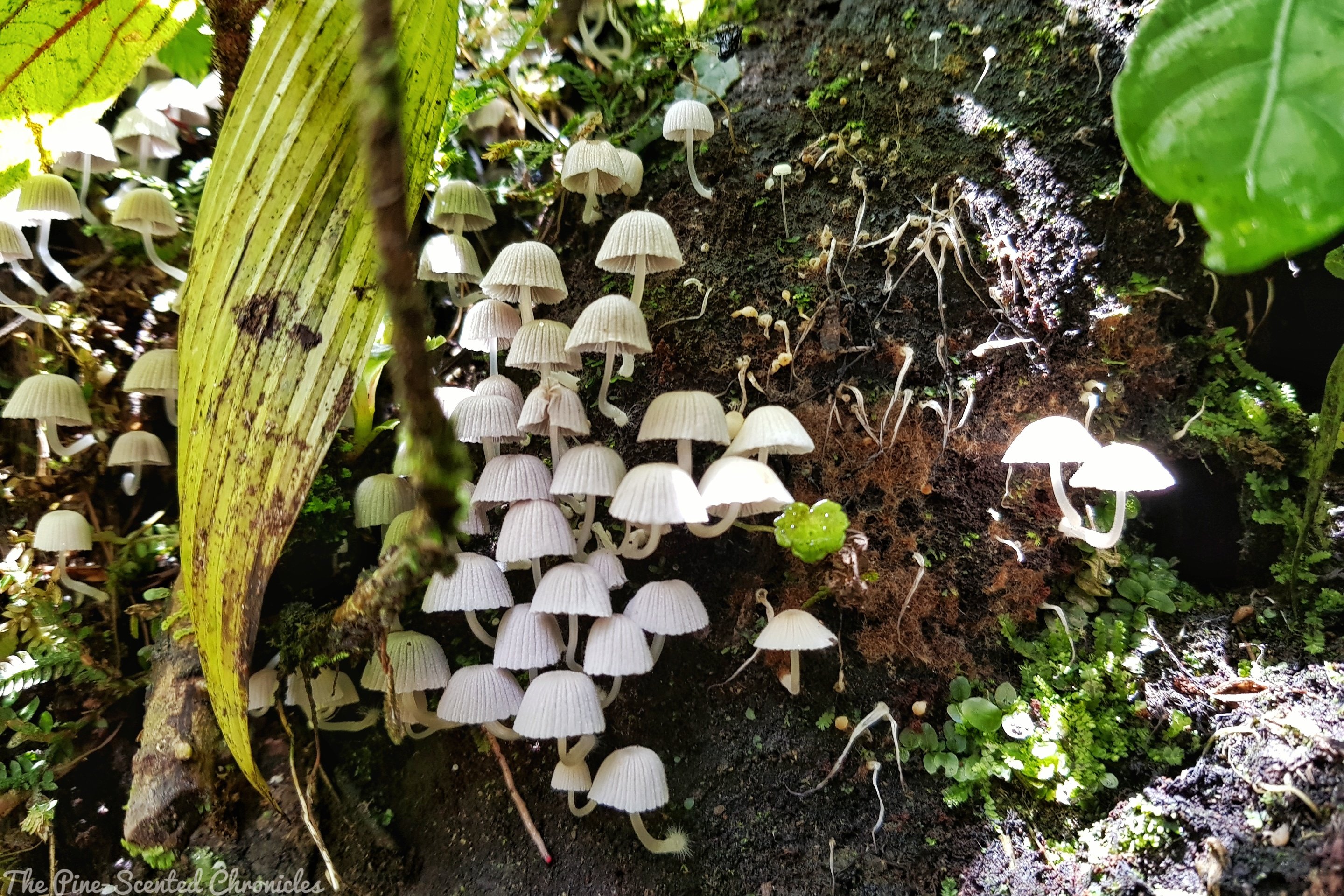 Hiker Board: Mt. Napulauan – The Pine-Scented Chronicles