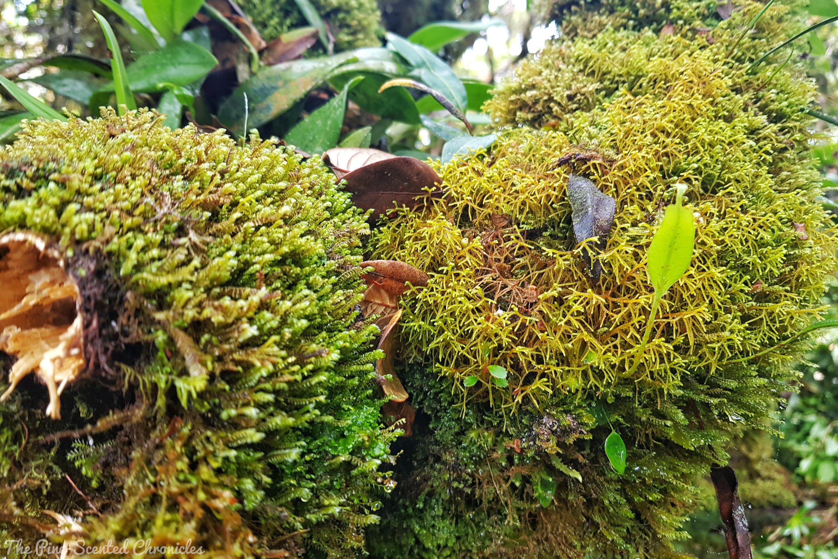 Hiker Board: Mt. Napulauan – The Pine-Scented Chronicles