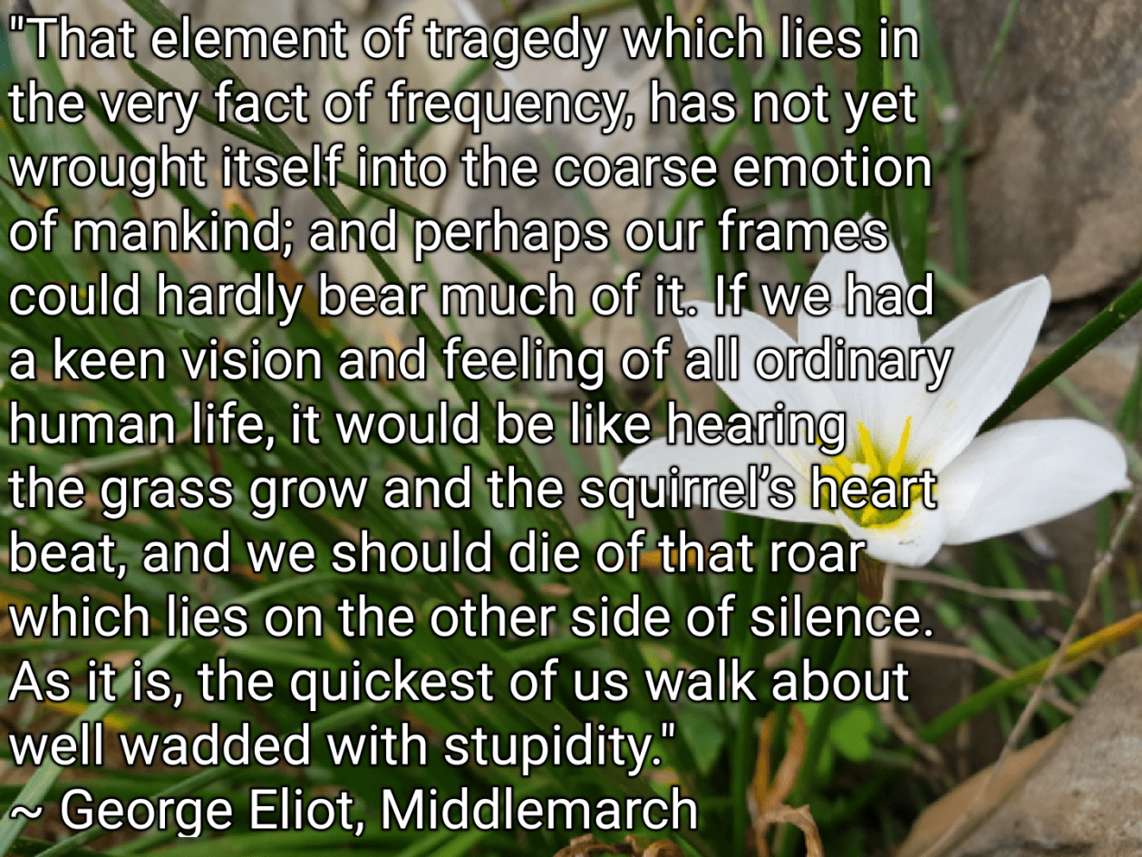 Quotable Quotes # 27: Middlemarch – The Pine-Scented Chronicles