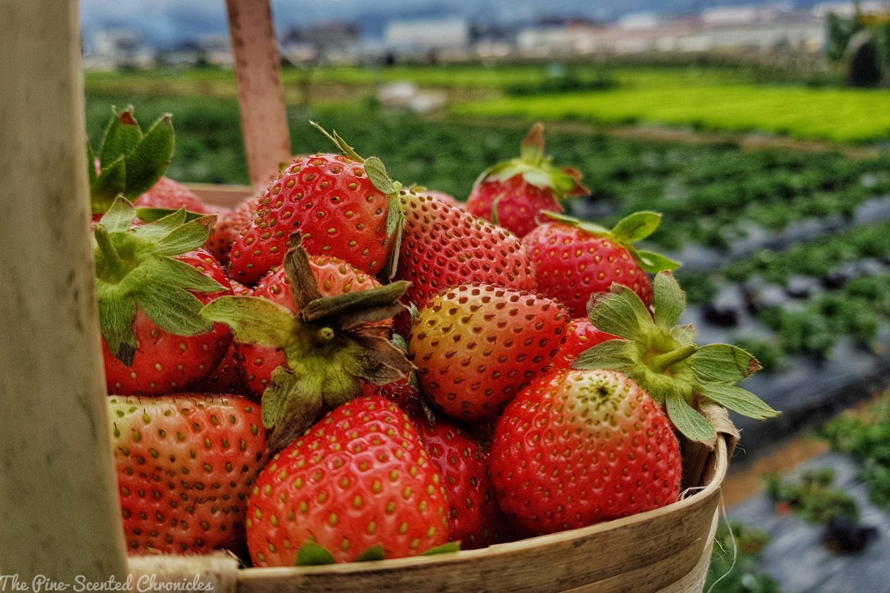 Into the Strawberry Fields of La Trinidad – The Pine-Scented Chronicles