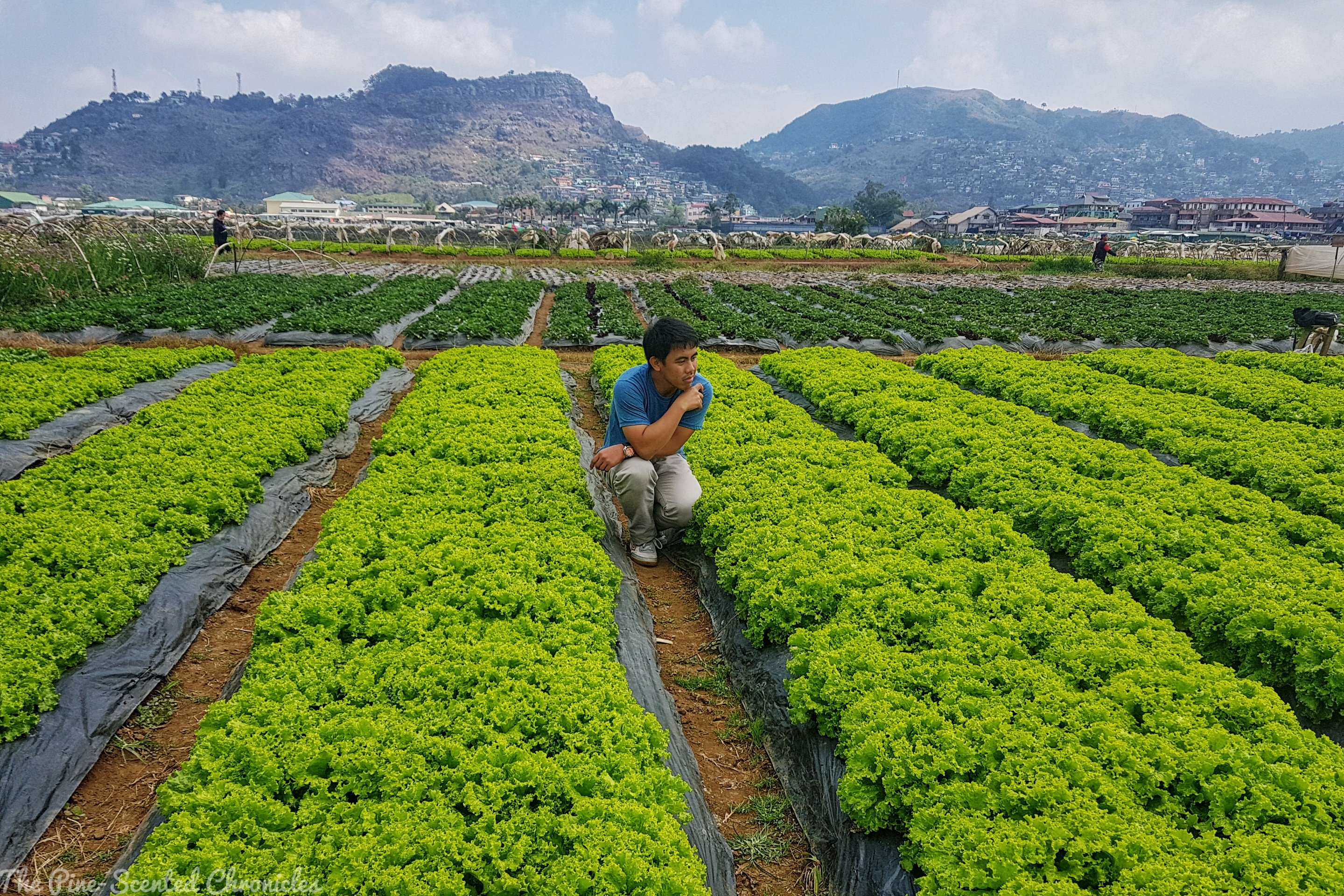 Into the Strawberry Fields of La Trinidad – The Pine-Scented Chronicles