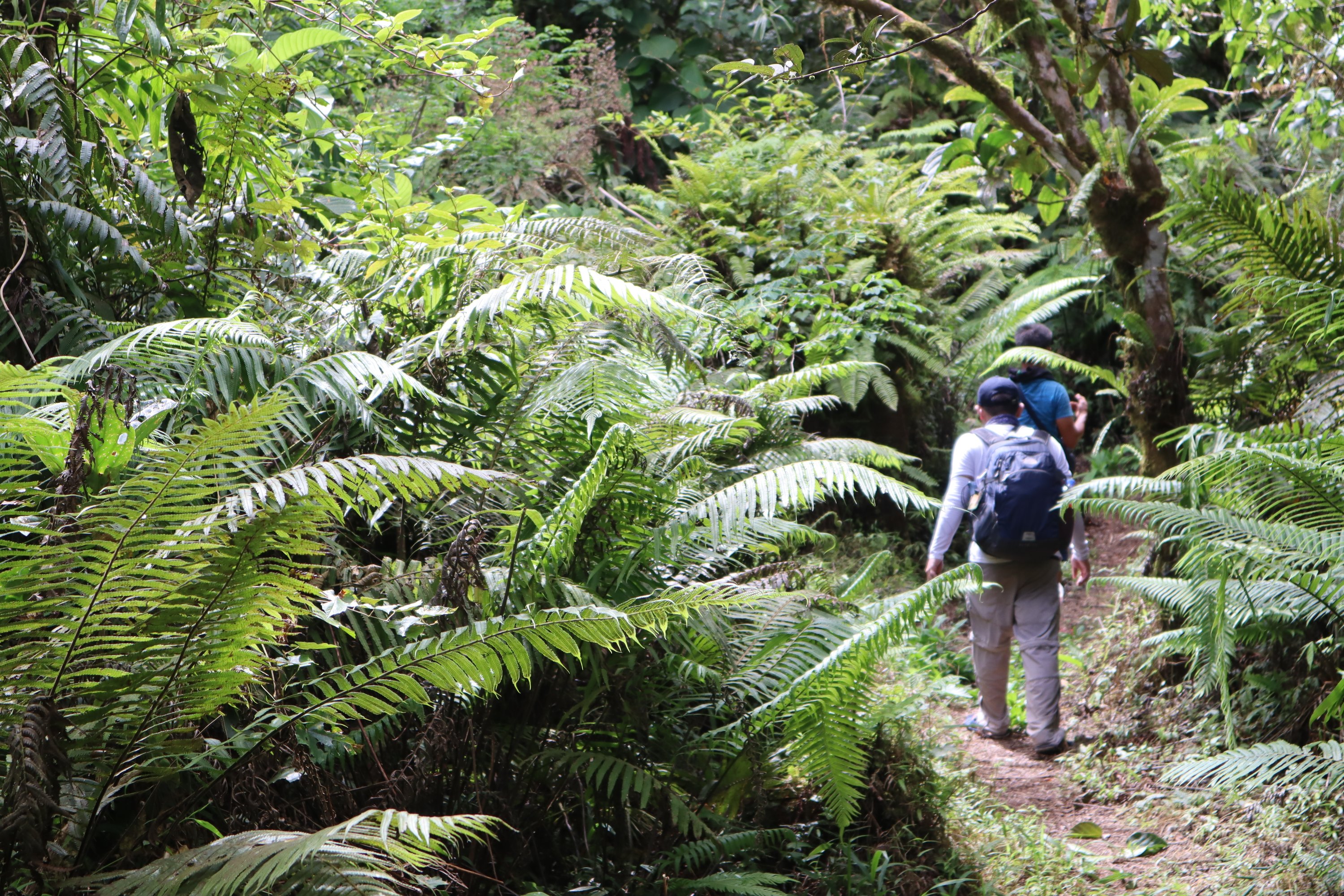 A Shindig in Mt. Malindig, Featuring Nature’s Best – The Pine-Scented ...