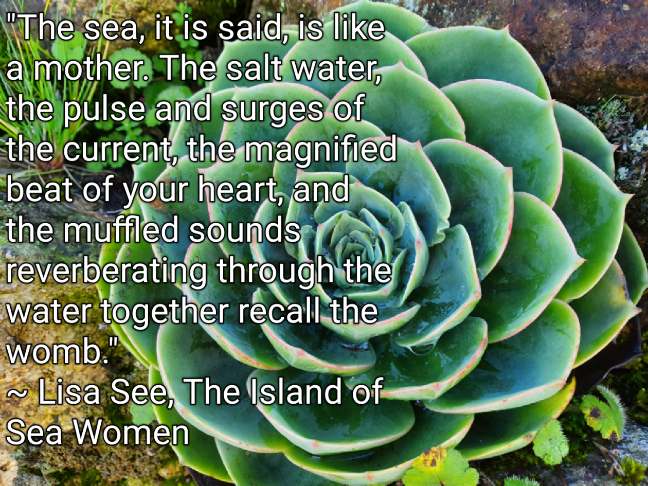 Quotable Quotes # 36: The Island of Sea Women – The Pine-Scented Chronicles